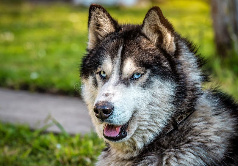 Cute Fluffy Husky with Blue Eyes Stock Photo - Image of summer, puppy ...