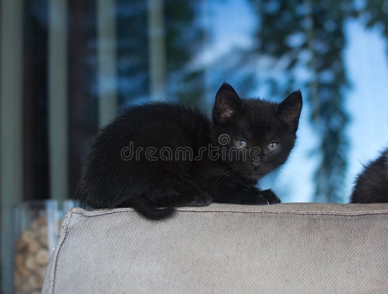 Cute fluffy kitten stock image. Image of life, kitten - 116739837