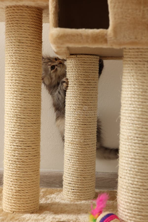 Cute Fluffy Kitten Climbing on Cat Tree at Home Stock Photo - Image of ...