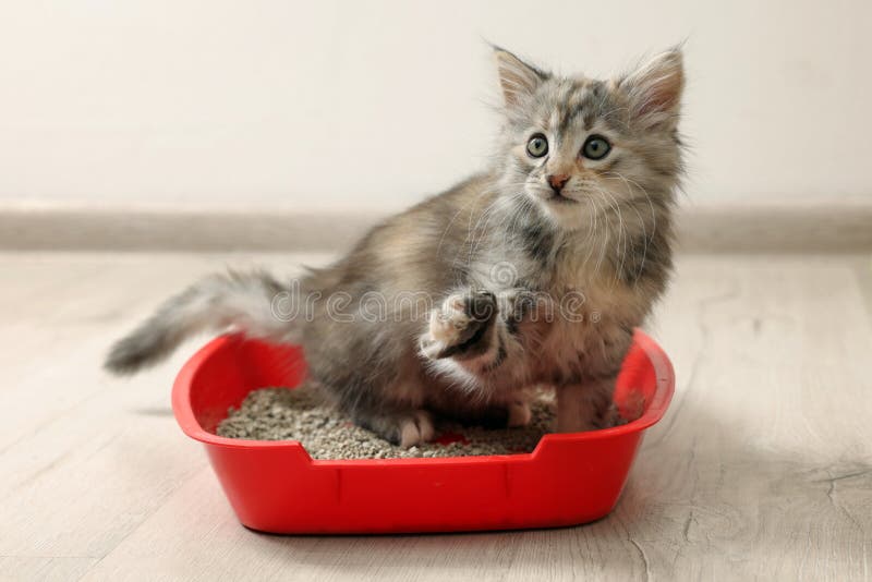 Cute Fluffy Kitten in Litter Box at Home Stock Photo - Image of indoors ...
