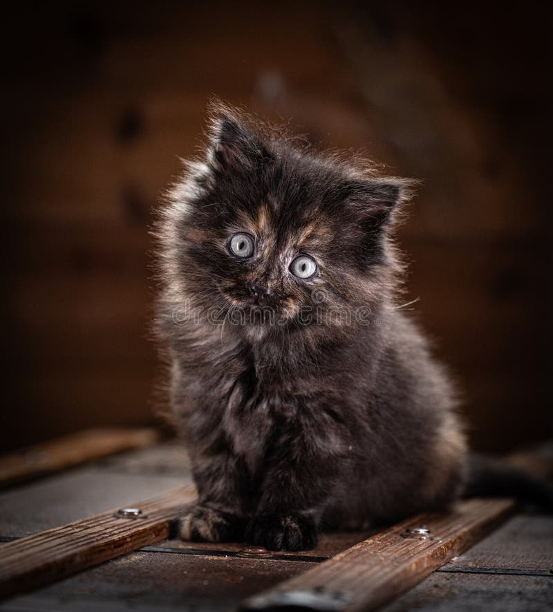 Cute Fluffy Kitten Posing for the Camera.. Stock Image - Image of ...