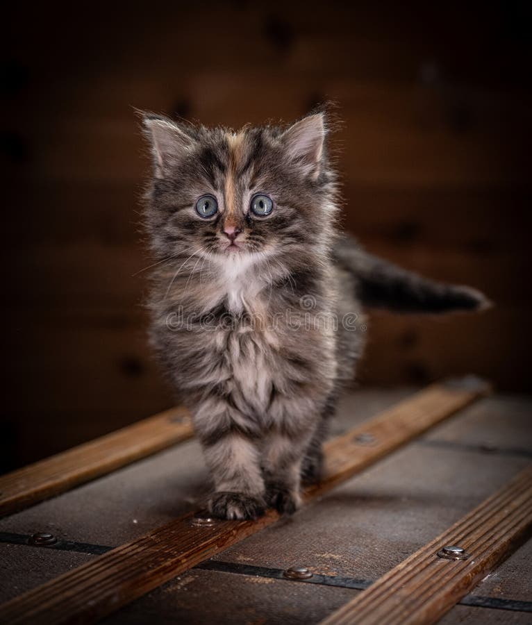 Cute Fluffy Kitten Posing for the Camera.. Stock Image - Image of ...