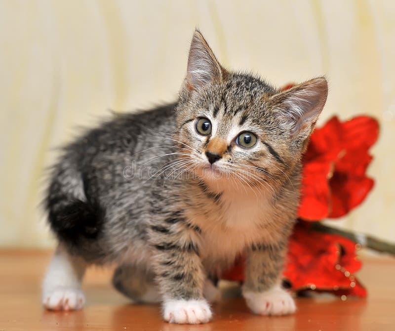 Cute fluffy kitten stock photo. Image of cute, mammal - 72957012