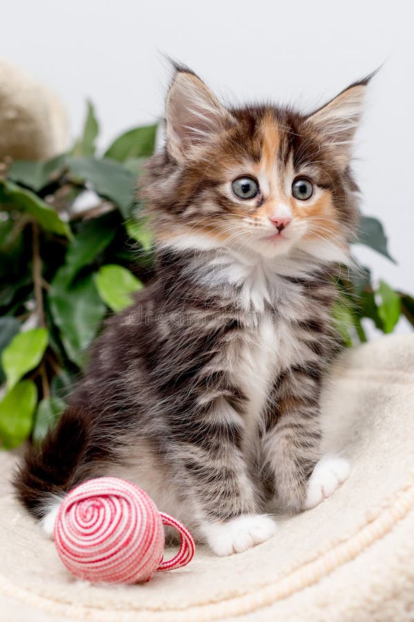 Cute Fluffy Kitten with Toy Stock Photo - Image of kitty, adorable ...