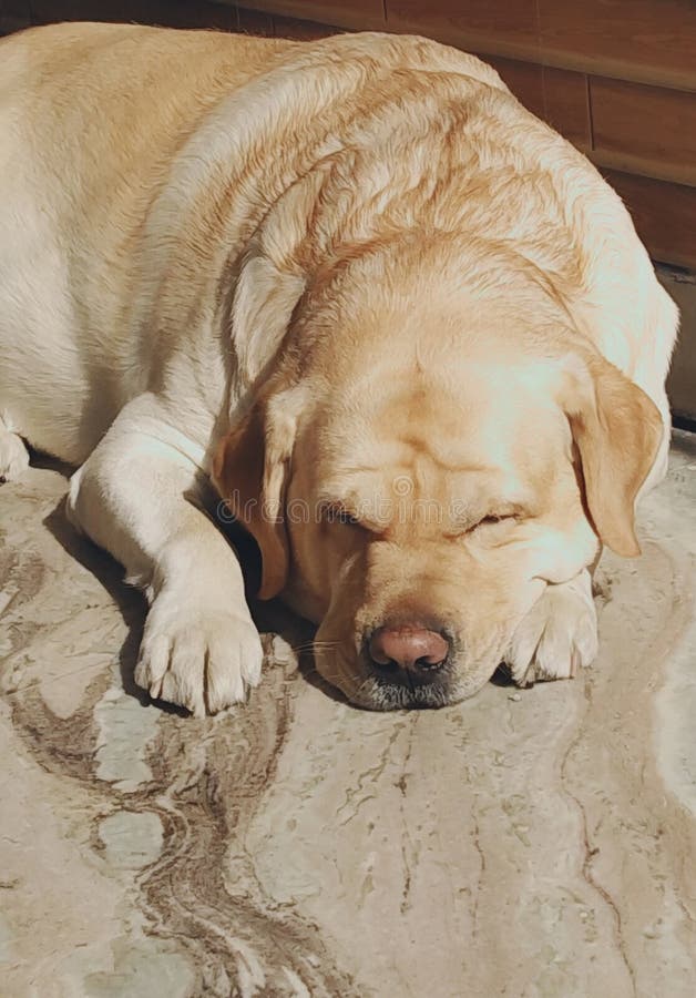 A Cute and Fluffy Labrador Retriever Sleeping Deeply on Floor Stock ...