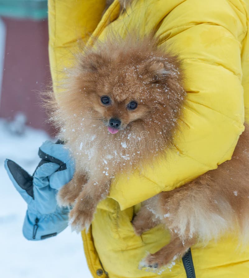 Cute and Fluffy Little German Pomeranian on His Hands Stock Photo ...