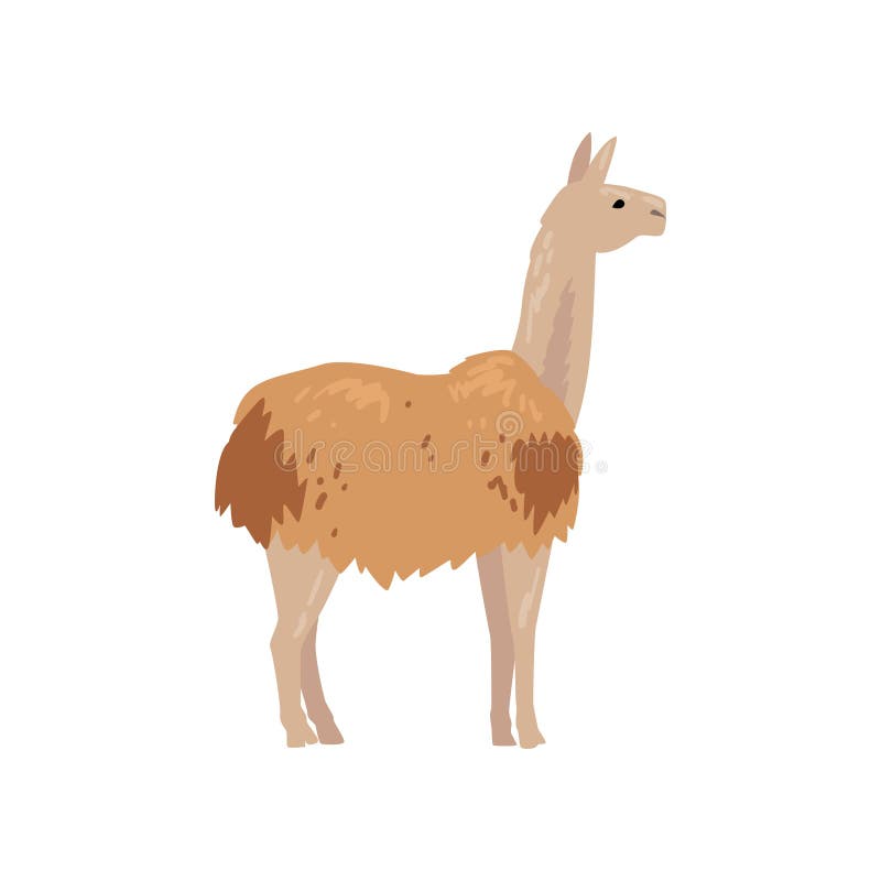 Cute Fluffy Llama Animal, Side View Vector Illustration Stock Vector ...