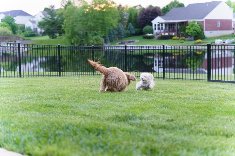 Cute Fluffy Miniature Goldendoodle Dogs Playing in the Park Stock Image ...