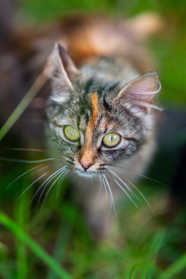 Cute Fluffy Norwegian Forest Cat.. Stock Photo - Image of kitten, snow ...
