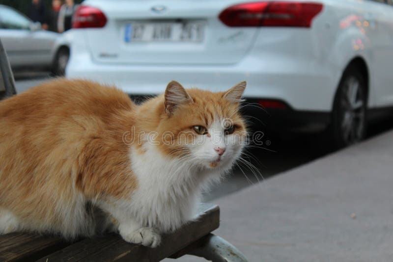 A Cute and Fluffy Orange Cat on a Bench Stock Photo - Image of feline ...