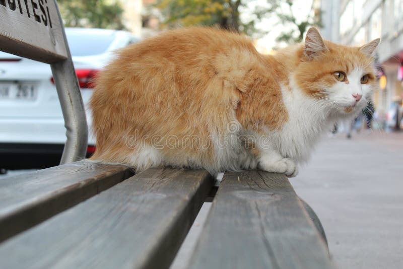 A Cute and Fluffy Orange Cat on a Bench Stock Image - Image of funny ...