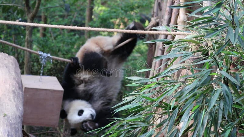 Cute Fluffy Panda in Chengdu Panda Base, China Stock Footage - Video of ...