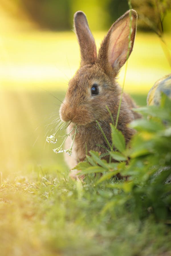 Cute Fluffy Rabbit Eating Flowers on Green Grass Outdoors Stock Photo ...