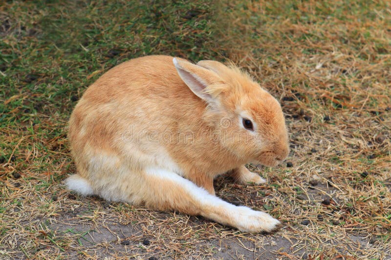 Cute Fluffy Rabbit Eating Grass in a Green Meadow Stock Image - Image ...