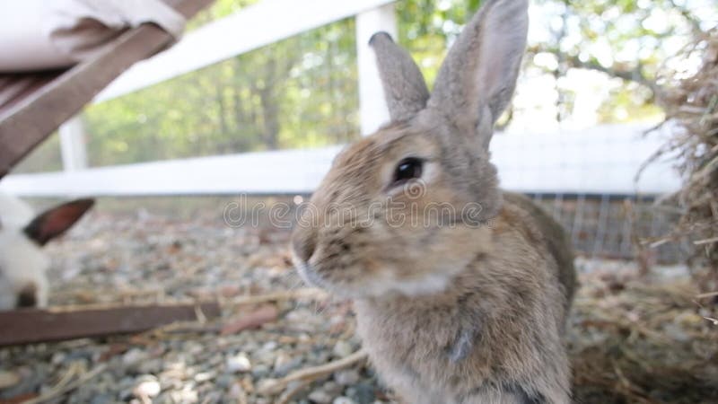 Cute rabbit on the farm stock video. Video of sitting - 342947735