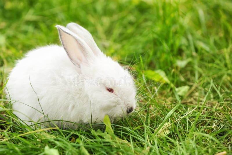 Cute Fluffy Rabbit on Green Grass Outdoors Stock Image - Image of ...