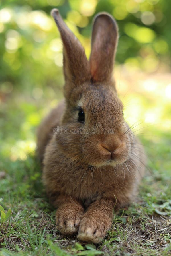 Cute Fluffy Rabbit on Green Grass Outdoors Stock Photo - Image of ...