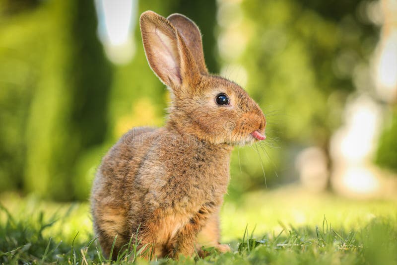 Cute Fluffy Rabbit on Green Grass Outdoors Stock Photo - Image of field ...
