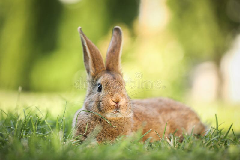 Cute Fluffy Rabbit on Green Grass Outdoors Stock Photo - Image of meek ...