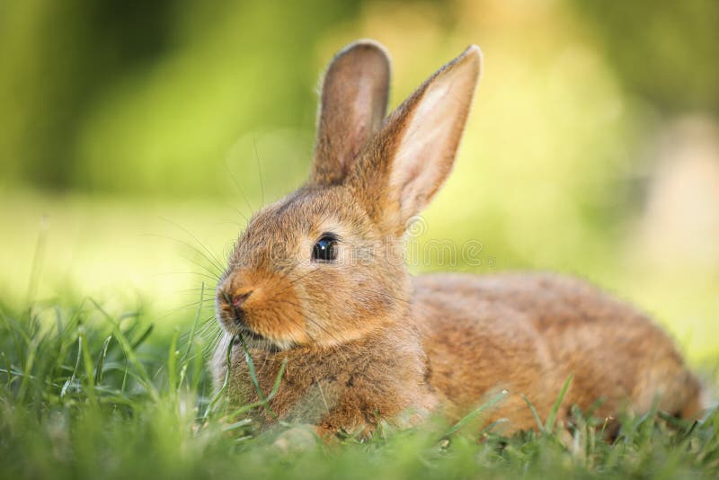 Cute Fluffy Rabbit on Green Grass Outdoors Stock Photo - Image of ...