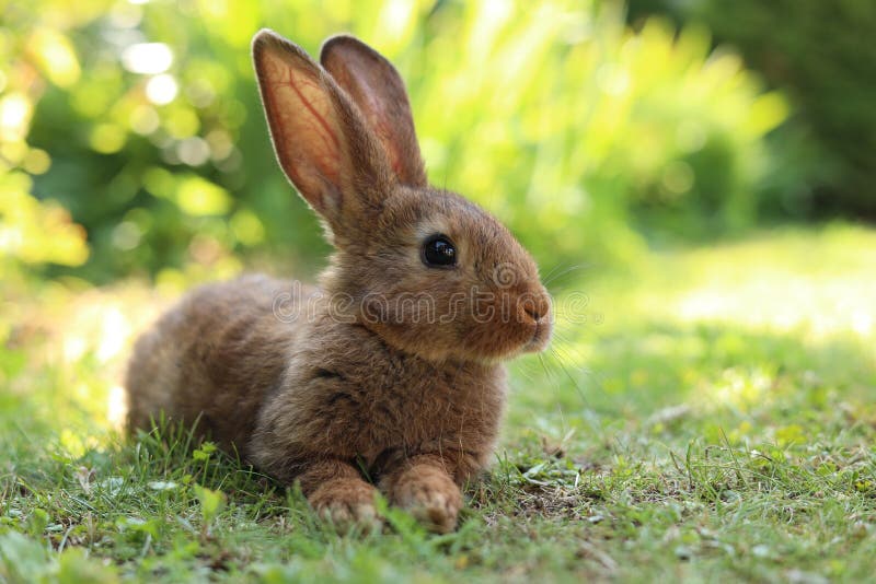 Cute Fluffy Rabbit on Green Grass Outdoors. Space for Text Stock Image ...