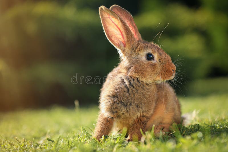 Cute Fluffy Rabbit on Green Grass Outdoors. Space for Text Stock Photo ...