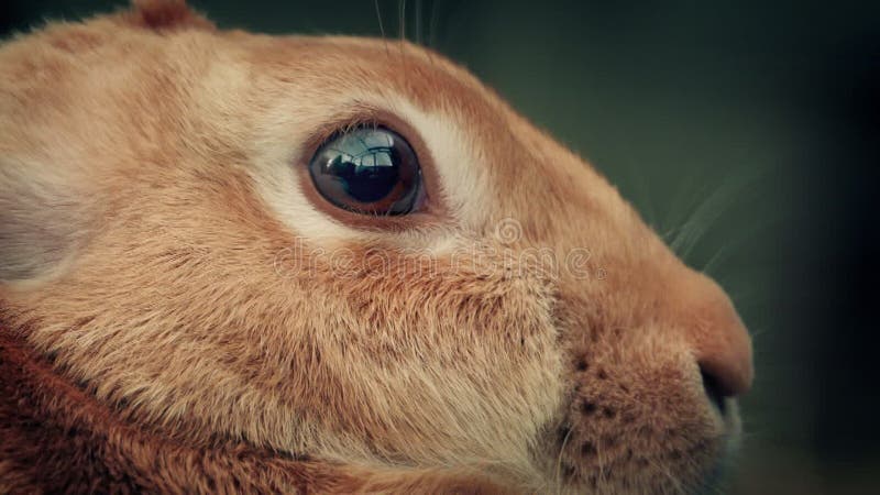 Cute Fluffy Rabbit in Hutch 3 Shots Stock Footage - Video of fluffy ...