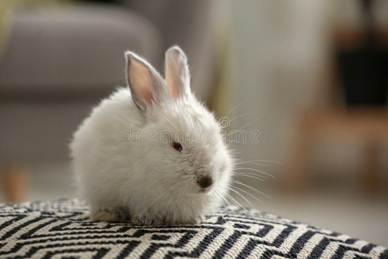 Cute fluffy rabbit indoors stock image. Image of small - 151251773