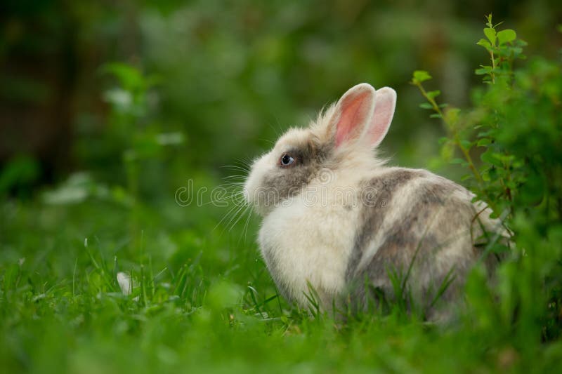 Cute Fluffy Rabbit stock photo. Image of lagomorphs, adorable - 31806714
