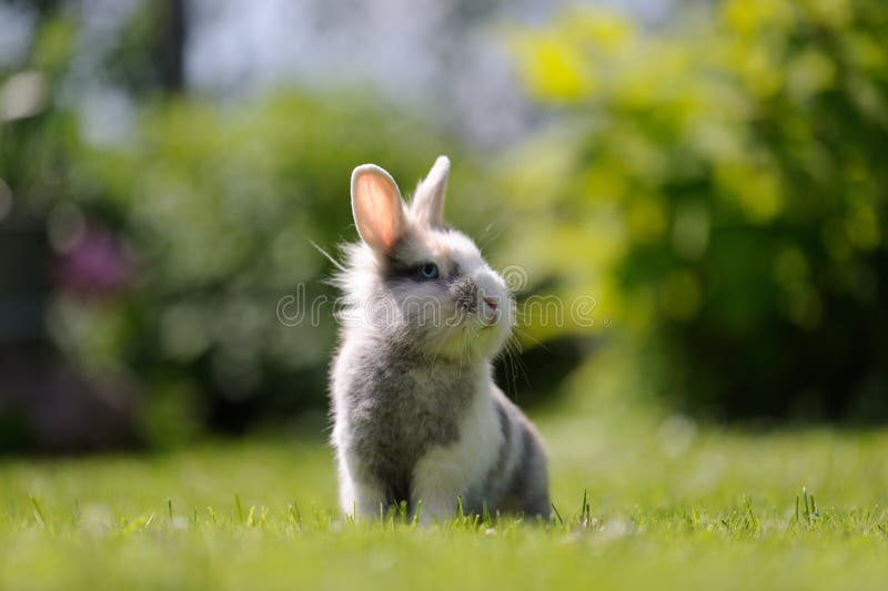 Cute Rabbit in Grass Field stock photo. Image of bunny - 17718974