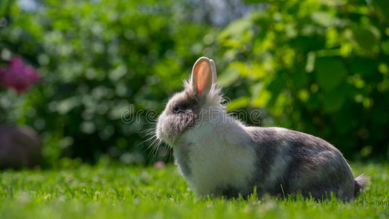 Cute Fluffy Rabbit Outdoors in Summer (16:9 Aspect Ratio) Stock Photo ...