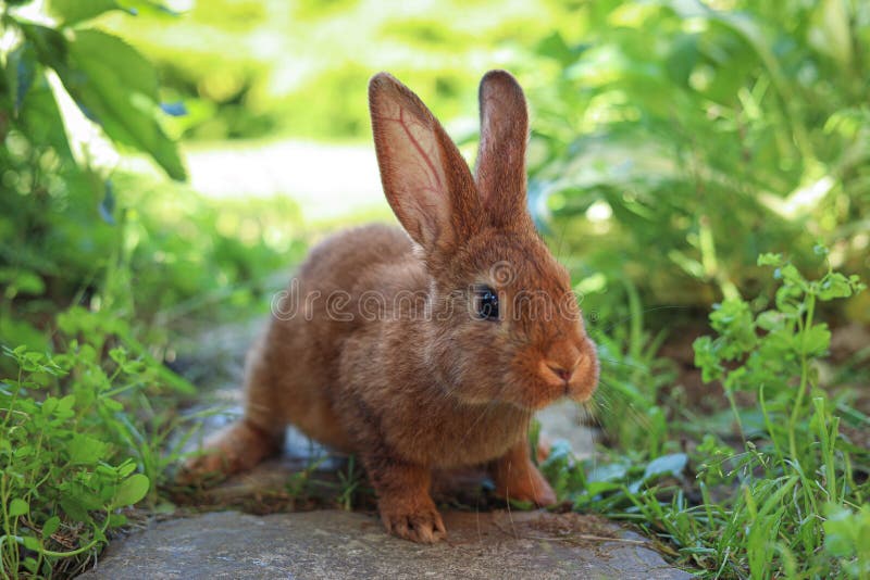Cute Fluffy Rabbit on Paved Path in Garden Stock Image - Image of ...