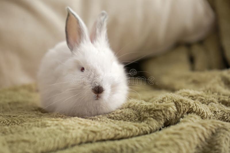 Cute Fluffy Rabbit on Plaid Stock Photo - Image of mammal, rabbit ...