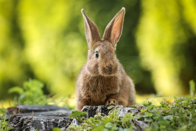 Cute Fluffy Rabbit on Tree Stump among Green Grass Outdoors Stock Image ...
