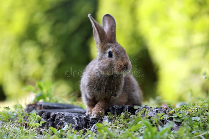 Cute Fluffy Rabbit on Tree Stump among Green Grass Outdoors Stock Photo ...