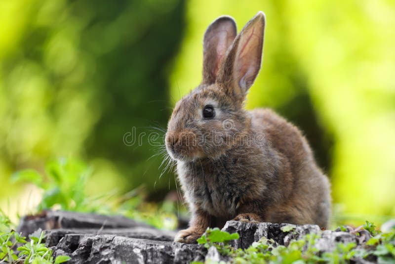 Cute Fluffy Rabbit on Tree Stump among Green Grass Outdoors. Space for ...