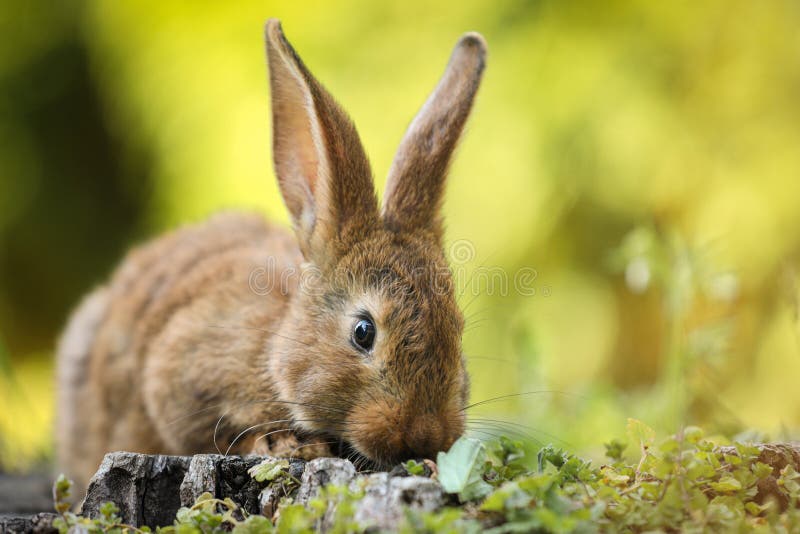 Cute Fluffy Rabbit on Tree Stump among Green Grass Outdoors. Space for ...