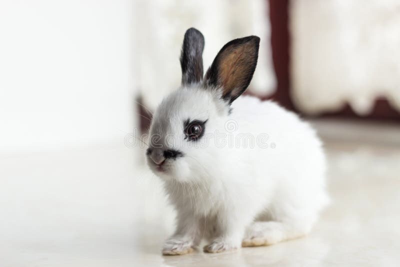 A cute panda rabbit stock image. Image of fluffy, unmanned - 158531775