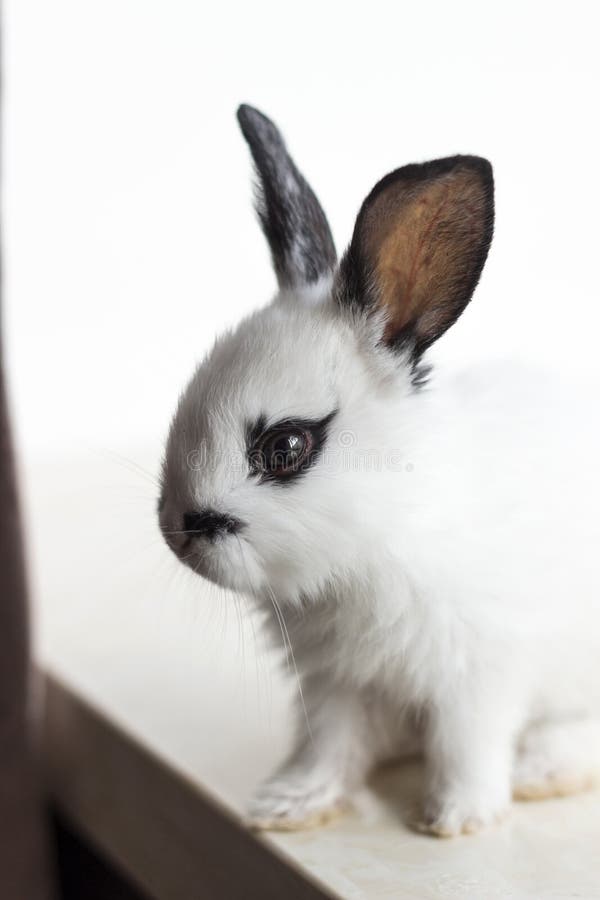 A cute panda rabbit stock image. Image of rodent, white - 158531779