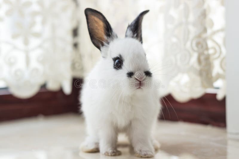 A cute panda rabbit stock image. Image of cute, white - 158531781