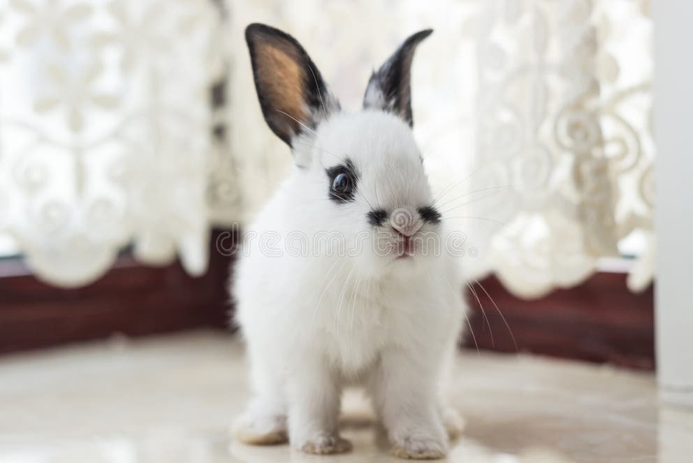 A cute panda rabbit stock image. Image of cute, white - 158531781