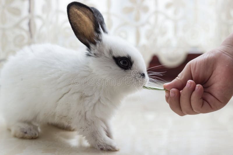 A cute panda rabbit stock photo. Image of small, furry - 158531768