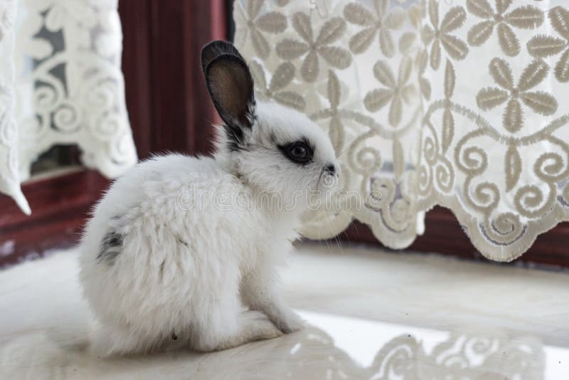 A cute panda rabbit stock image. Image of windowsill - 158532139