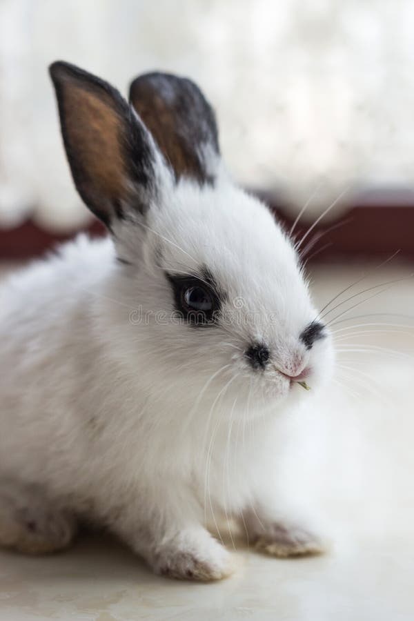 A cute panda rabbit stock image. Image of bunny, small - 158532143