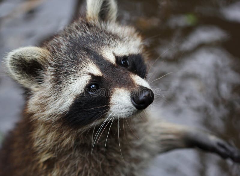 Cute Raccoon Stock Photos - Download 4,253 Royalty Free Photos