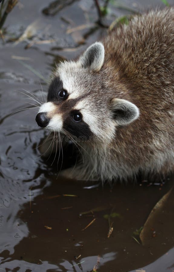 The Cute Fluffy Raccoon Close Up Portrait Stock Photo - Image of ...