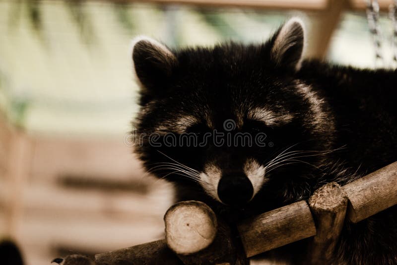Cute and Fluffy Raccoon in Zoo. Stock Image - Image of fluffy, animal ...
