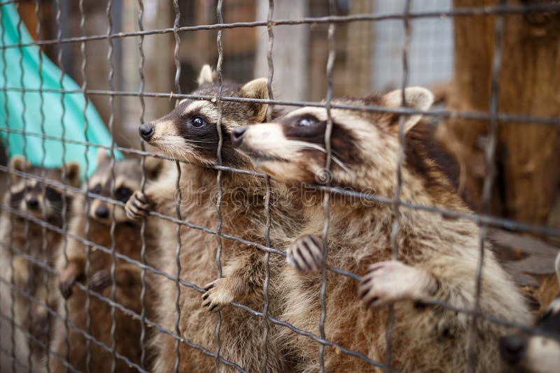 Cute Fluffy Raccoons in a Cage at the Zoo Stock Image - Image of ...