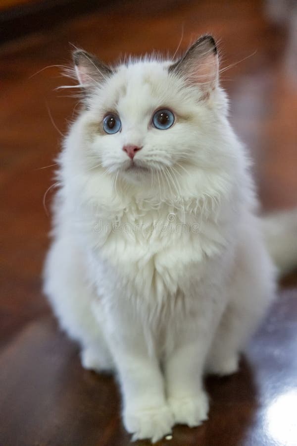 Cute, Fluffy Ragdoll Cat Looking Up, Asking for Attention. Stock Photo ...