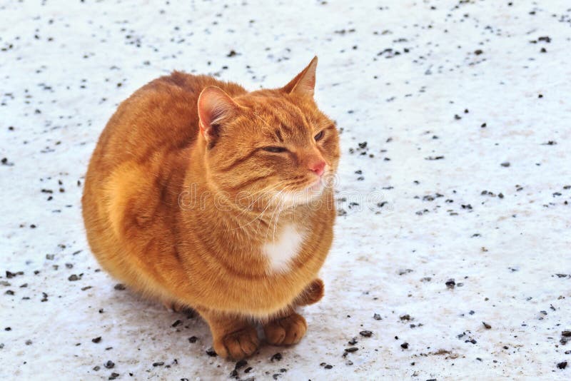 Cute fluffy red cat. stock image. Image of beautiful - 135983383